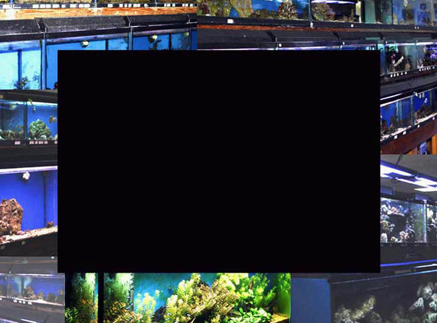 Reef Encounter - Hackensack, NJ - Aquariums & Aquarium Supplies ...